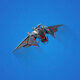 Dire Flyer - Fortnite Glider - Fortnite.GG